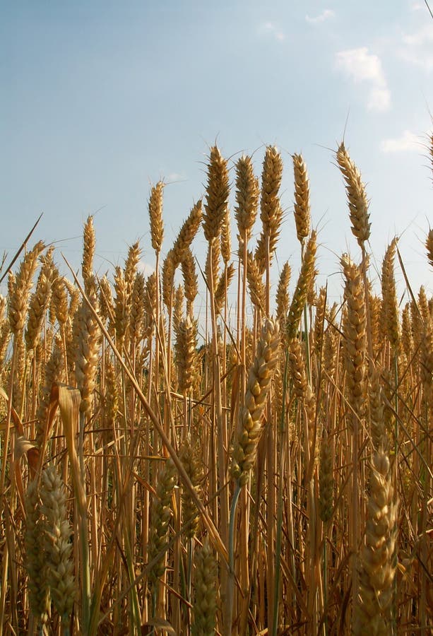 Gold corn stock photo. Image of natural, baking, corn - 1222372