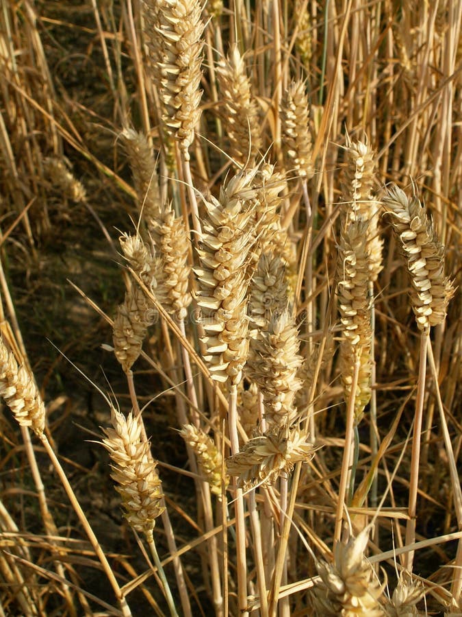 Gold Corn Picture. Image: 2478818