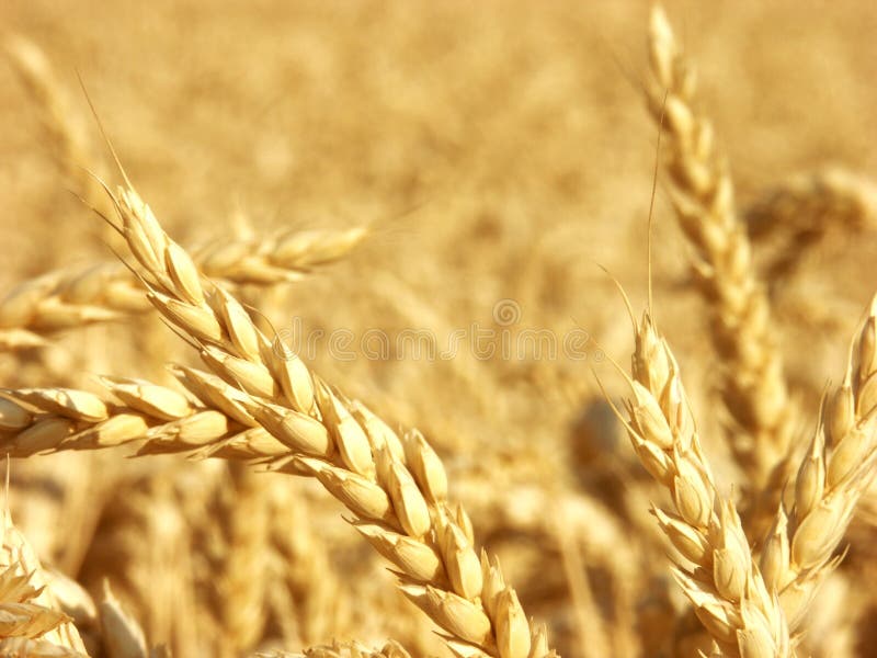 Gold corn stock photo. Image of yellow, farm, food, crop - 2478818