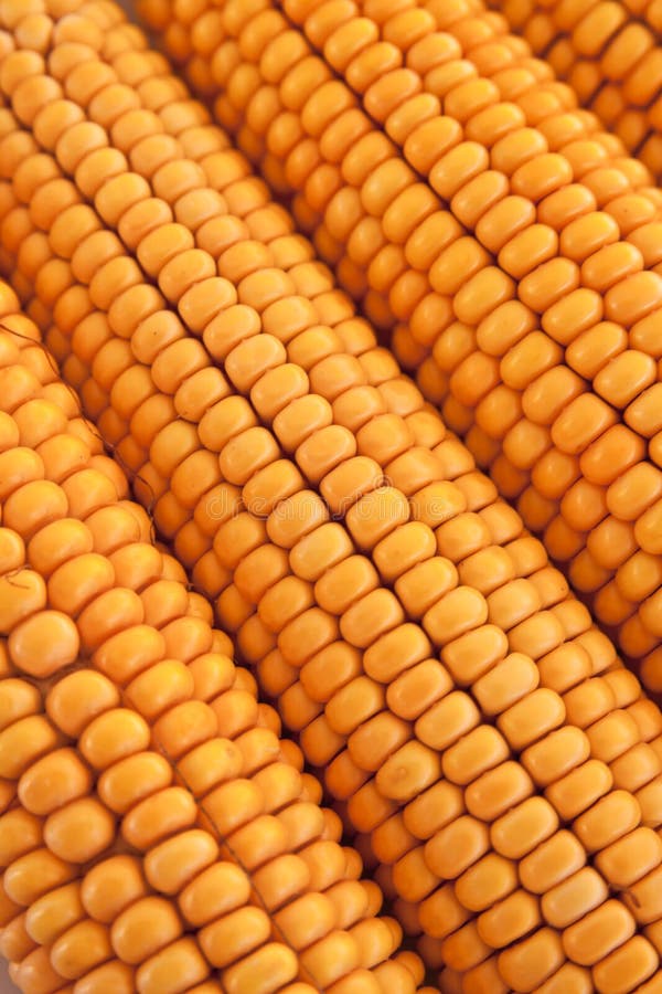 Gold corn stock image. Image of silk, macro, crop, yellow - 25932519