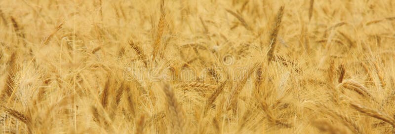 Gold corn stock photo. Image of grass, holiday, happy - 5887122