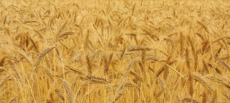 Gold corn stock photo. Image of grass, holiday, happy - 5887122