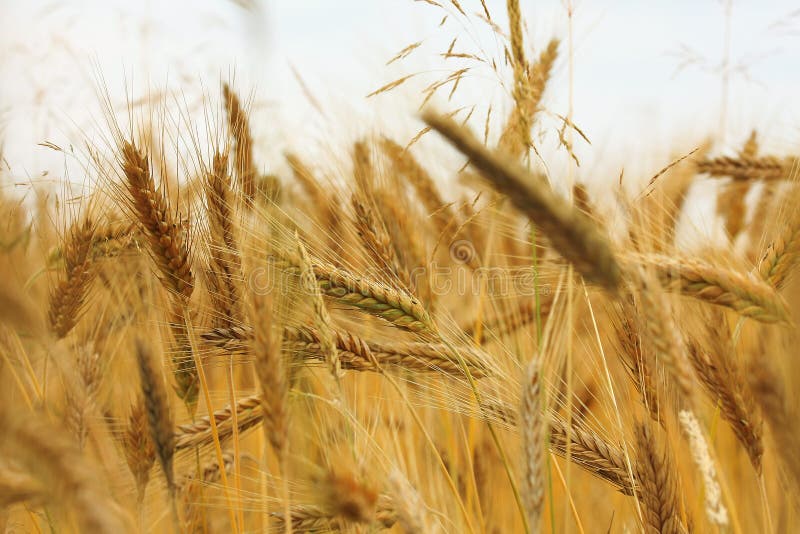 Gold corn stock photo. Image of holiday, grass, natural - 5887368