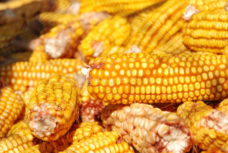 Gold Corn Picture. Image: 6517578