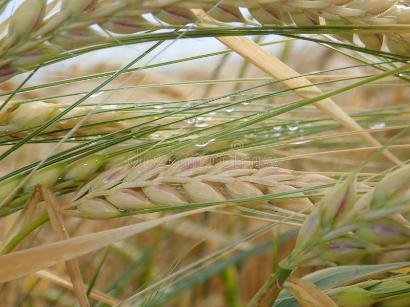 Gold corn in summer day stock photo. Image of blue, gold - 204827412