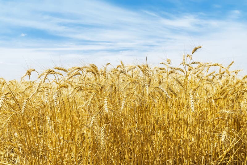 Gold field in sunset stock photo. Image of harvest, barley - 20368242