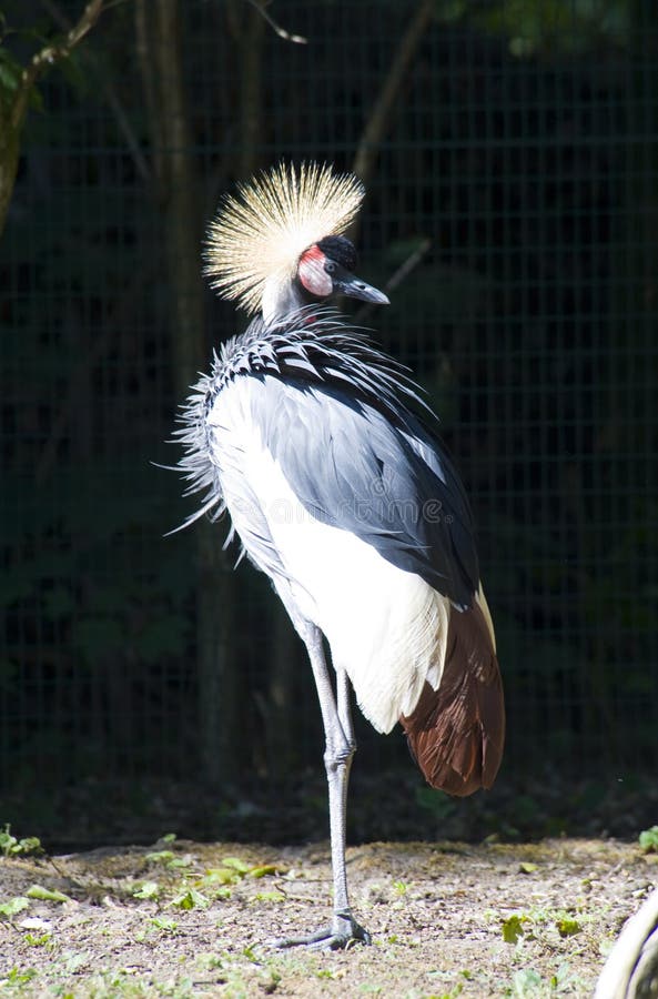 Gold crowned crane stock image. Image of nature, looking - 15301711