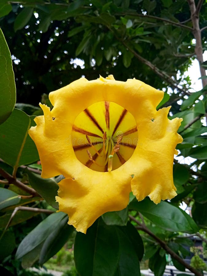 Gold cup tree and flower stock photo. Image of fruit - 270407946