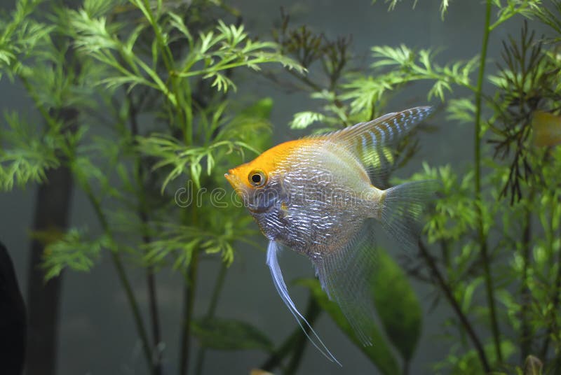 Gold Diamond (Pearlscale) Angelfish Stock Photo - Image of american ...