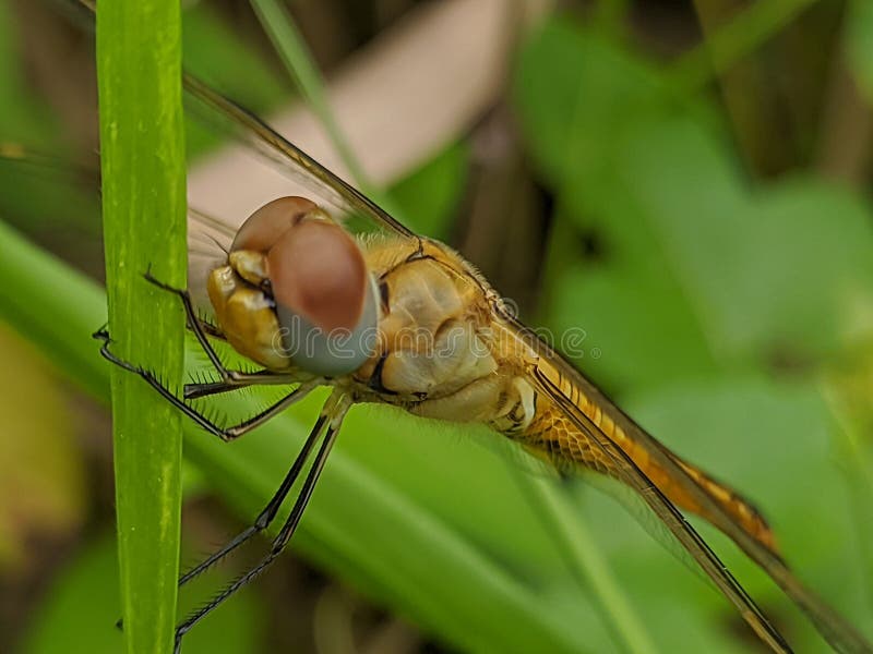 The gold dragon fly stock image. Image of drog, dragonfly - 251102309