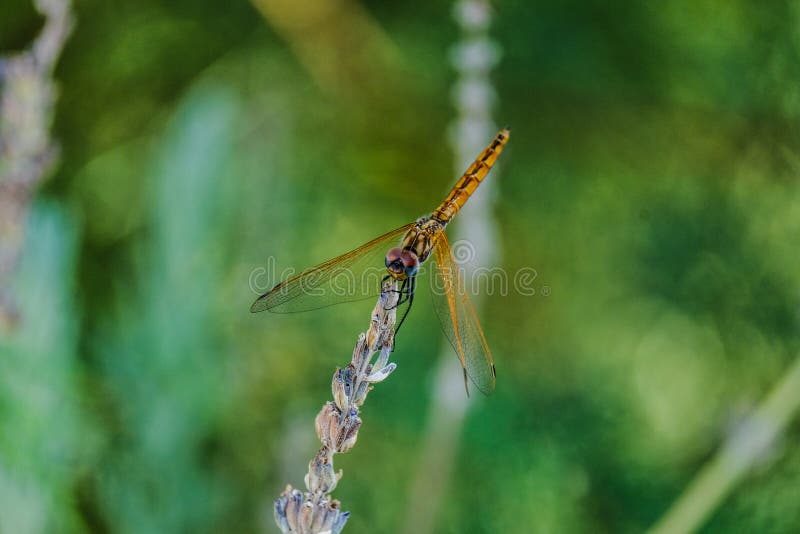 Gold Dragon Fly stock photo. Image of macro, dragonfly - 83025540