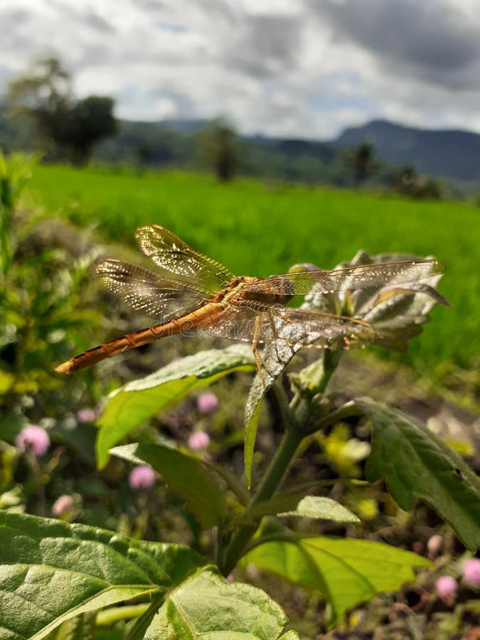 Gold Dragonfly Ready for Adventure World Stock Photo - Image of gold ...
