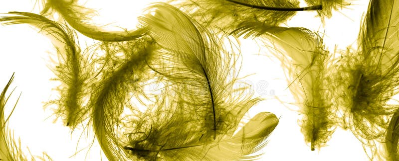 Gold Duck Feathers on a White Isolated Background Stock Image - Image ...