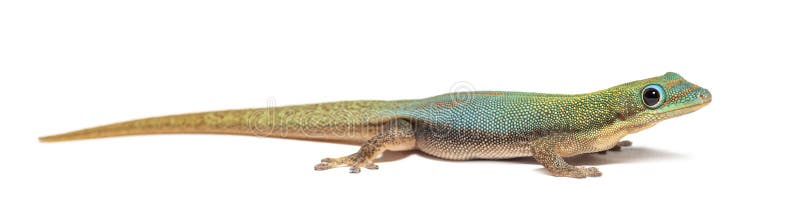 Gold Dust Day Gecko, Phelsuma Laticauda, Isolated on White Stock Photo ...