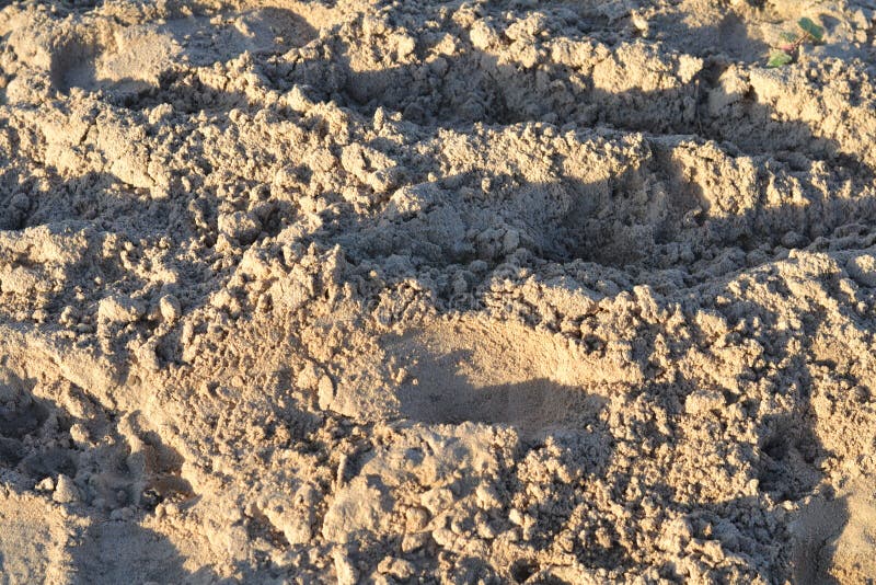 Gold dust stock image. Image of summer, gold, heat, beach - 34506615