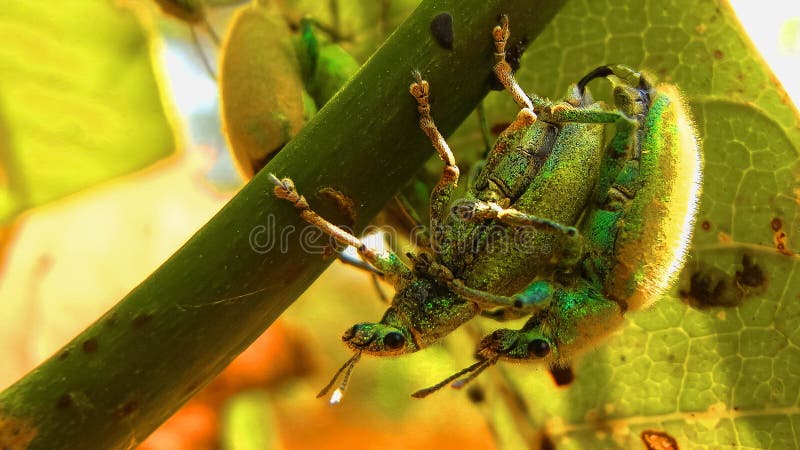 Gold-dust weevil stock image. Image of shot, close, garden - 78659903