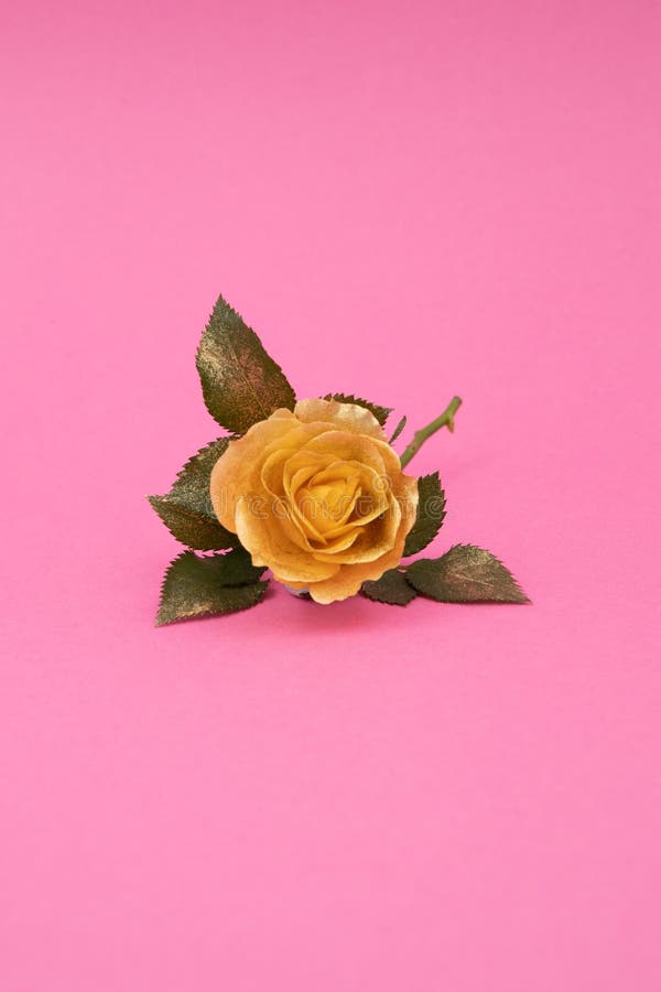 A Gold Dusted Rose on a Pink Background Stock Image - Image of pink ...