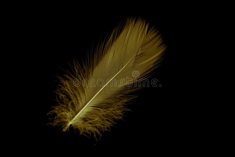Gold Feather Goose on a Black Isolated Background Stock Photo - Image ...