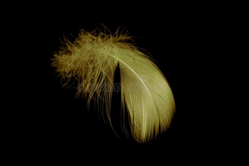 Gold Feather Goose on a Black Isolated Background Stock Image - Image ...