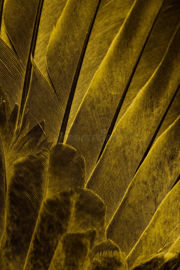 Gold Feather Pigeon Macro Photo. Texture or Background Stock Image ...