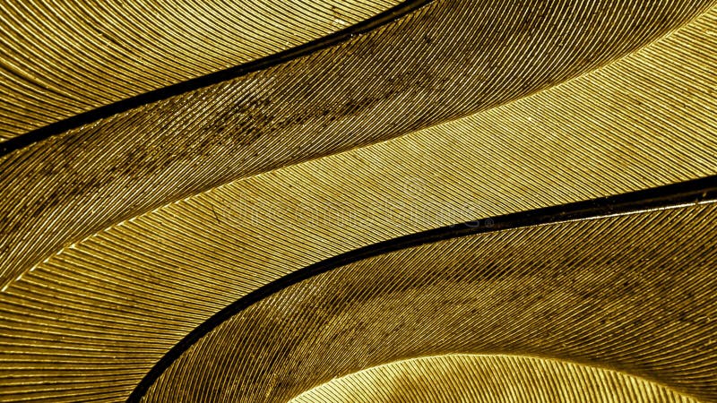 Gold Feather Pigeon . Texture or Background Stock Footage - Video of ...