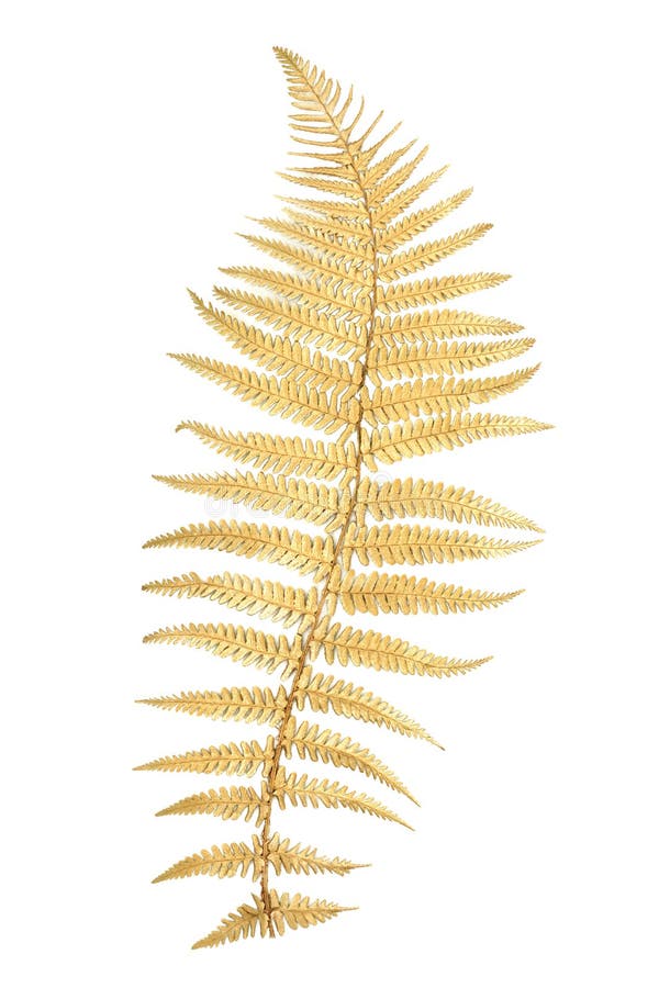 Gold Fern Leaf Design Element Stock Photo - Image of fern, autumn ...