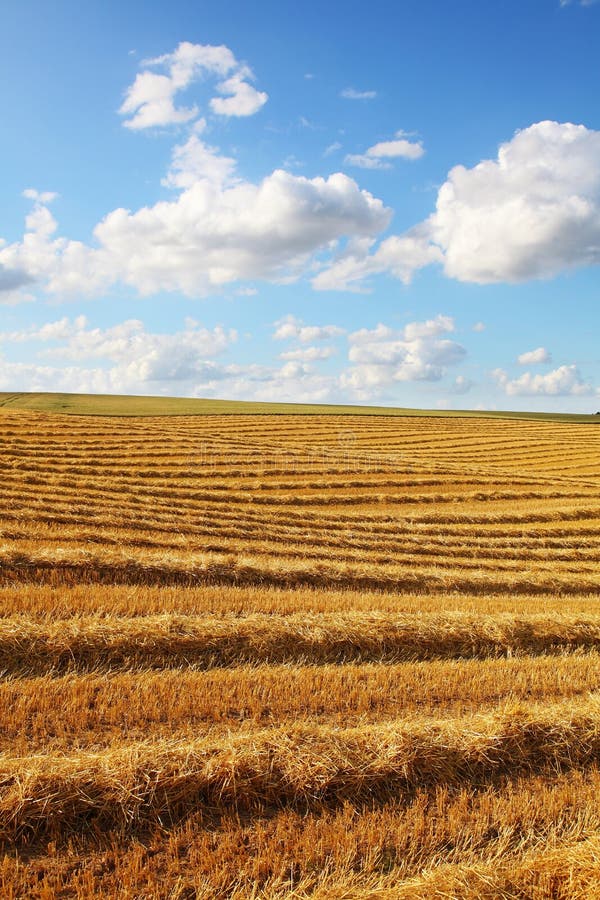 Gold field stock image. Image of landscape, grain, countryside - 11469173