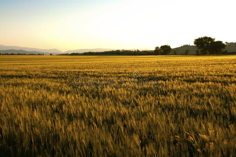 Cornfield sunset stock photo. Image of agriculture, grass - 67509246