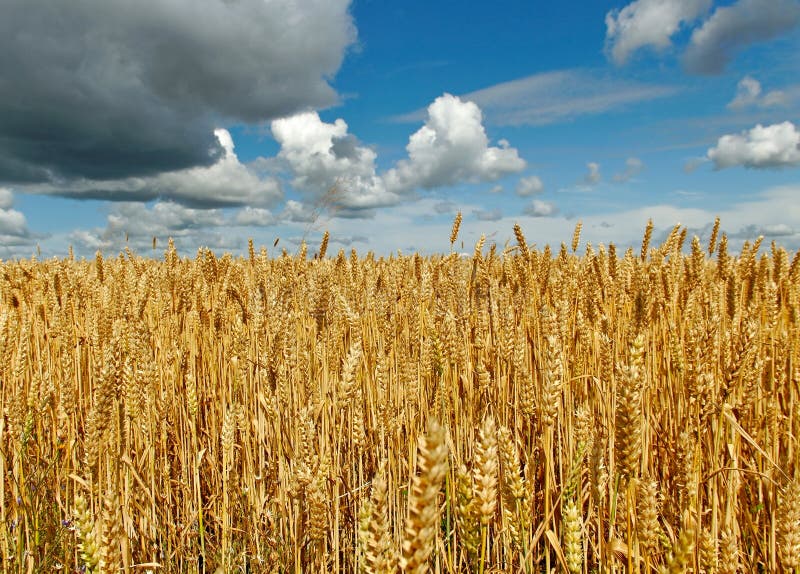 Gold field. stock image. Image of cloud, crop, blue, farmland - 38151729