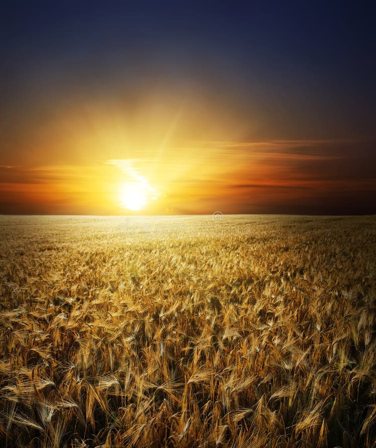 Wheat stock photo. Image of beautiful, cereal, flora - 110211096