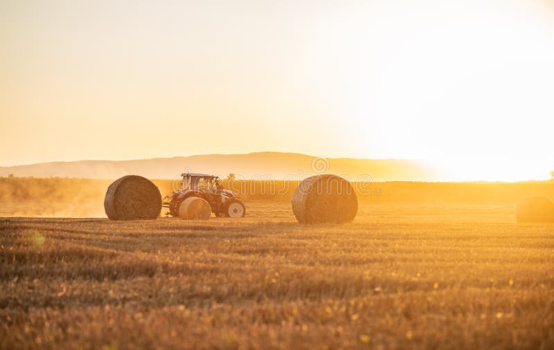 Image of Gold Field at Sunset Stock Image - Image of field, farm: 193191993