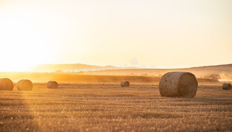 Image of Gold Field at Sunset Stock Image - Image of cereal, panoramic ...