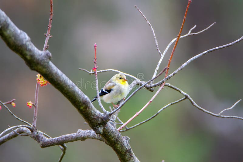 Gold Finch Sitting in Tree in with Snow Stock Photo - Image of branches ...