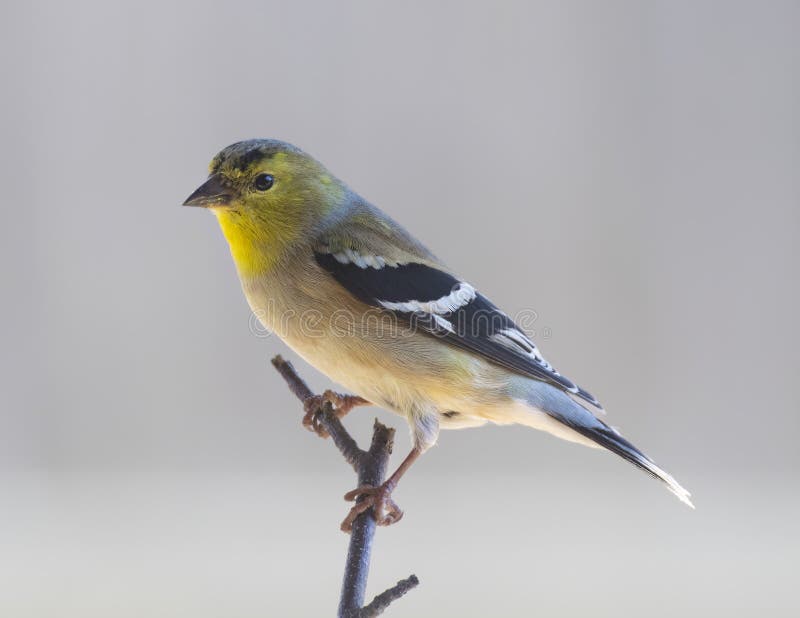 Gold Finch Perched stock image. Image of wildlife, small - 262549201