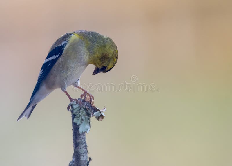 Gold Finch Perched stock image. Image of bird, goldfinch - 268379309