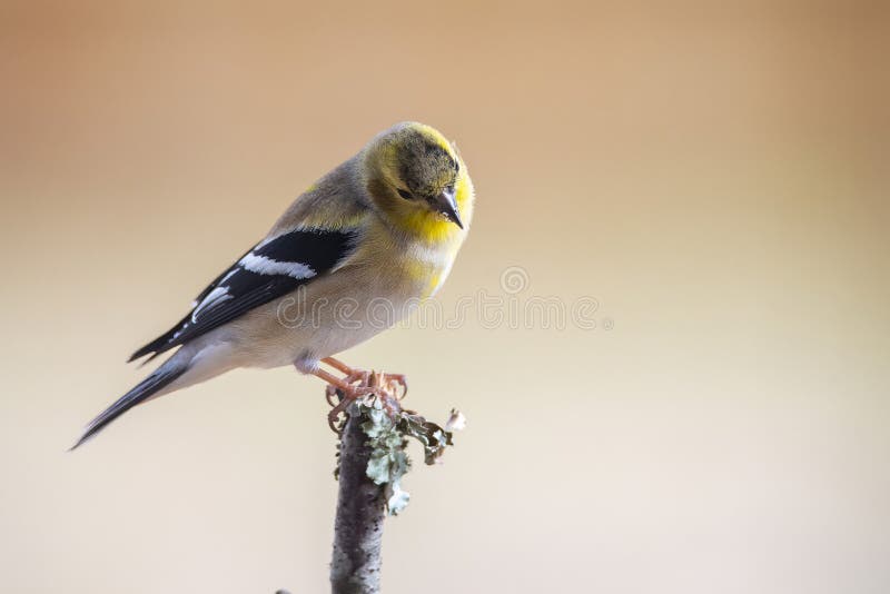 Gold Finch Perched stock photo. Image of nature, animal - 268379312