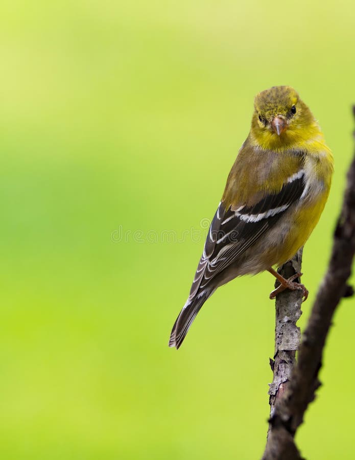 Gold Finch Perched stock photo. Image of perched, beautiful - 314339196