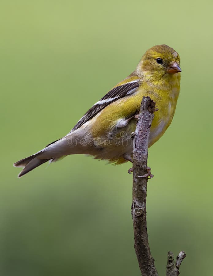 Gold Finch Perched stock image. Image of gold, goldfinch - 314339199