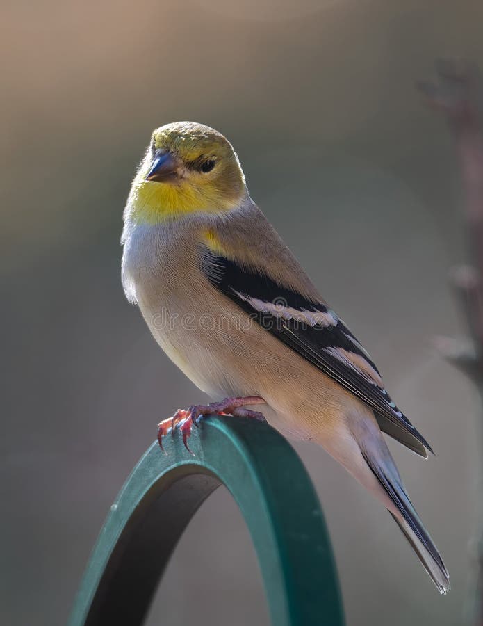 Gold Finch Perched stock photo. Image of wildlife, goldfinch - 347719612