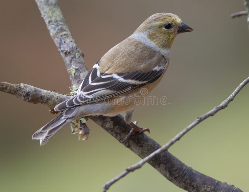 Gold Finch Perched stock image. Image of goldfinch, finch - 350521111