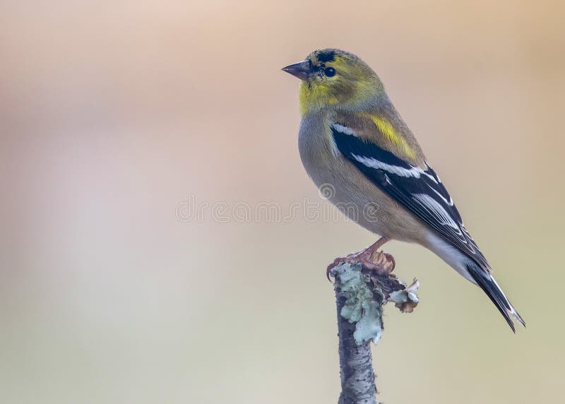 Gold Finch Perched stock photo. Image of small, perched - 267856662