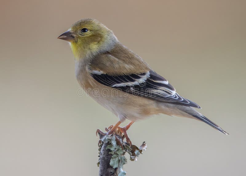 Gold Finch Perched stock image. Image of bird, migratory - 267856669