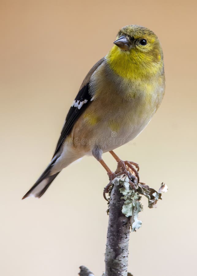 Gold Finch Perched stock photo. Image of beautiful, wildlife - 267856670
