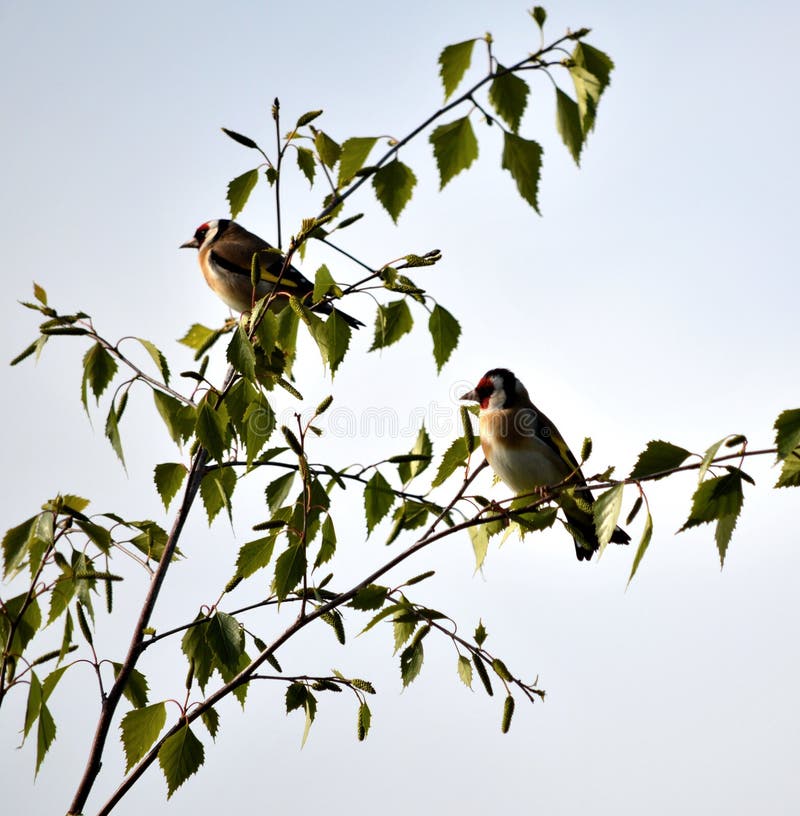 Gold Finches in a Tree stock photo. Image of cute, gold - 40790654