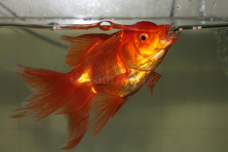 Goldfish eating 01 stock photo. Image of hidden, plant - 2329658