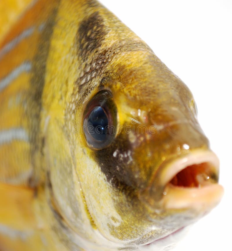 Gold fish stock photo. Image of water, shining, tropical - 10762274