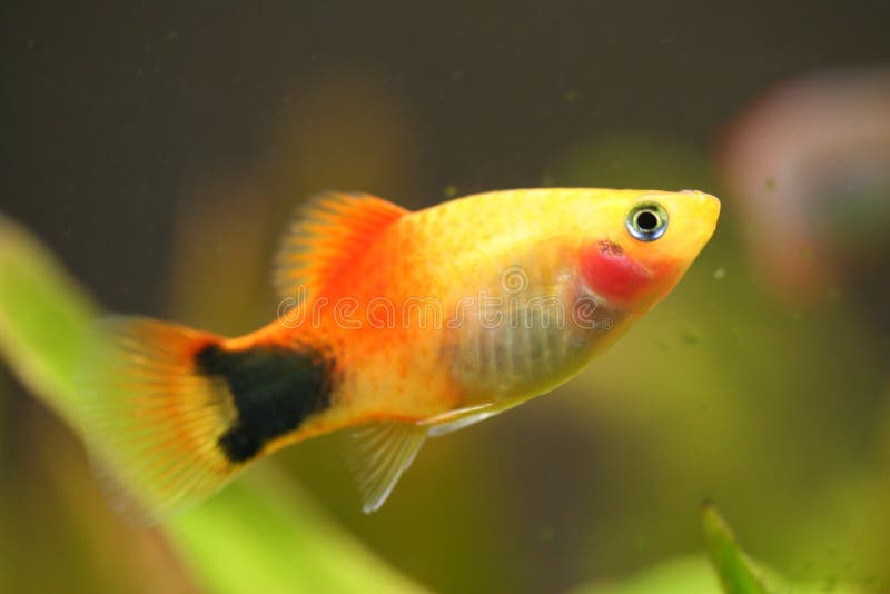 Gold fish stock image. Image of colorful, colour, color - 1478349