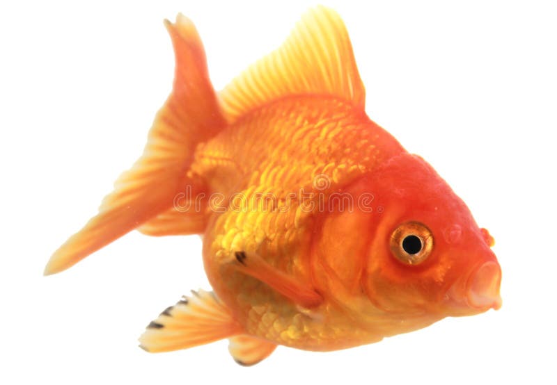 Goldfish Front View Isolated on White Stock Photo - Image of pretty ...