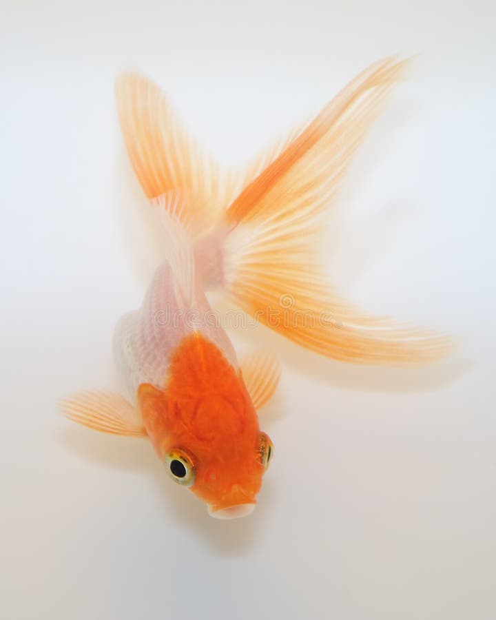 Goldfish Shadow Underwater Stock Photos - Free & Royalty-Free Stock ...