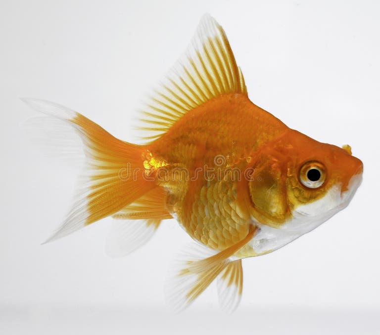 Gold fish stock photo. Image of pets, orange, hobby, gold - 2001732